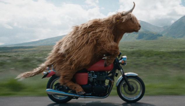 Virgin Media monta a una vaca en moto para anunciar la calidad de su ...