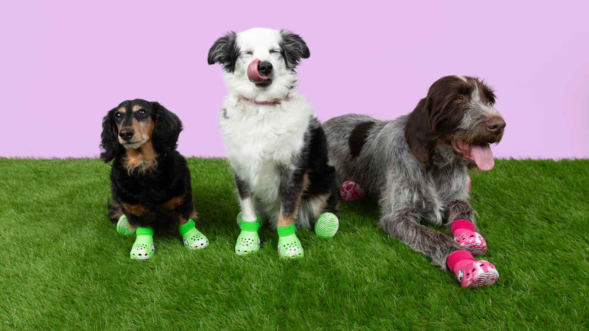 Perro Boxer Con Crocs Adoptist Dos Cachorros Cruza De Bóxer Con